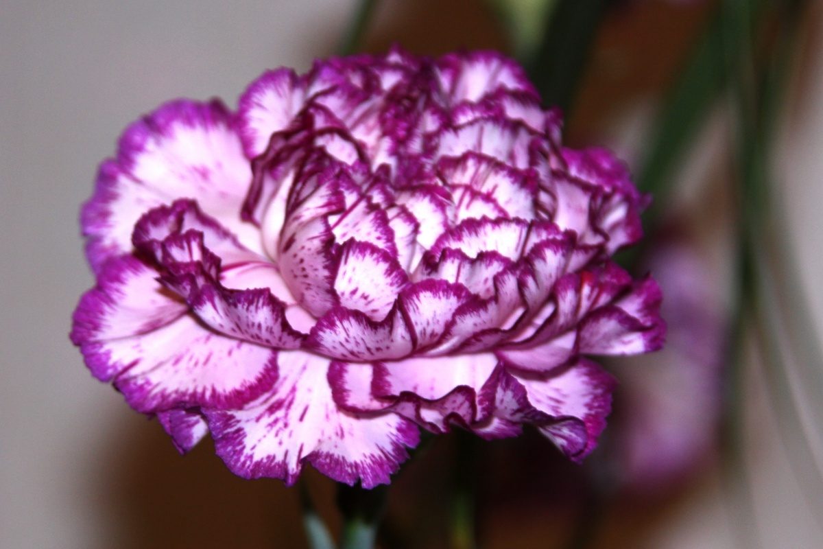 Flores de claveles - Florwiki