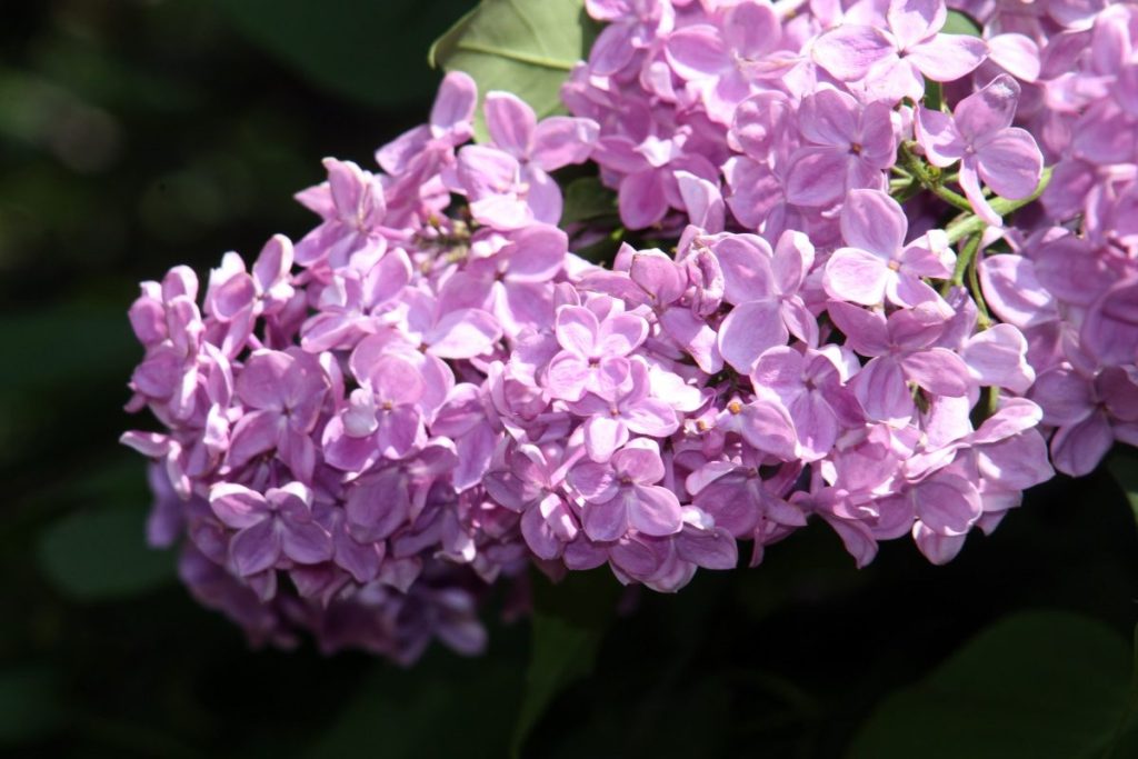 Flores de lilas - Florwiki