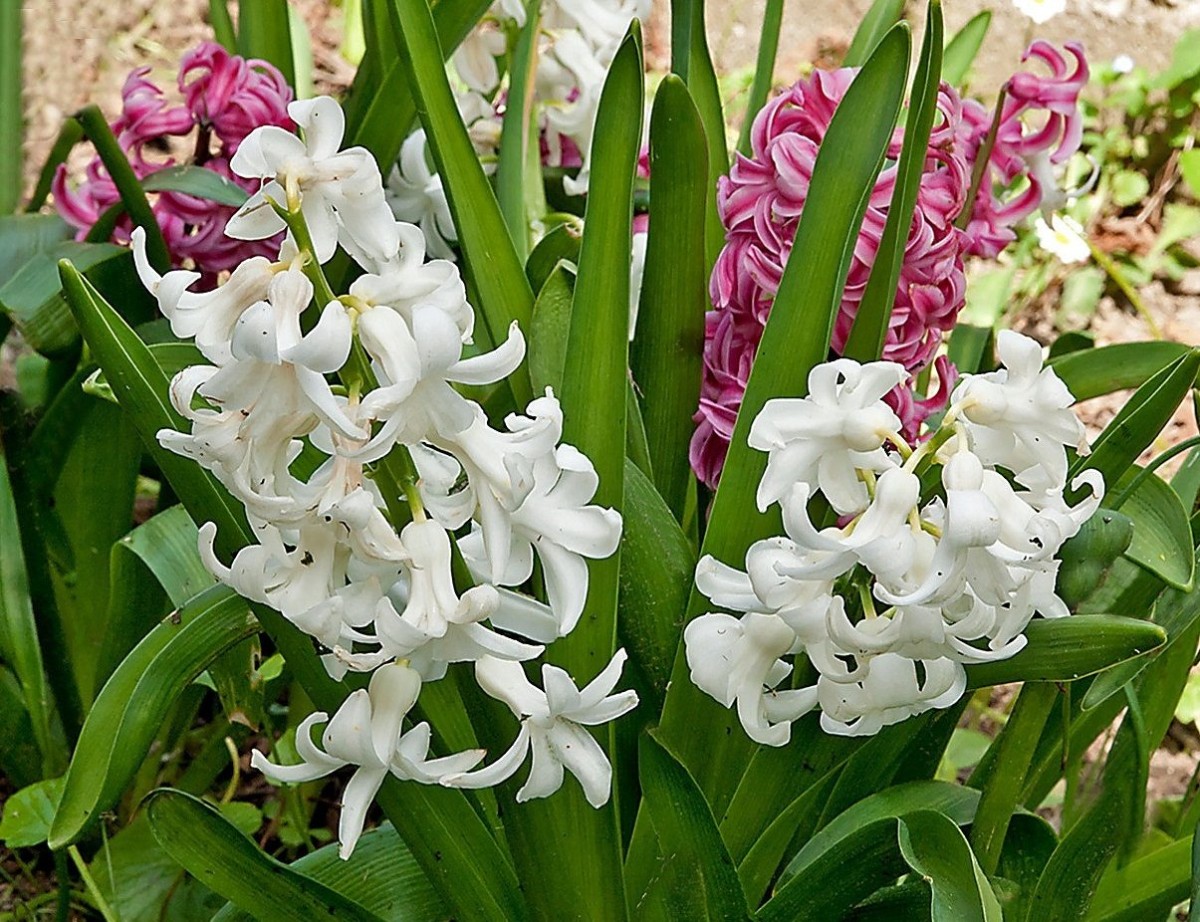 Fotos de jacintos - Florwiki