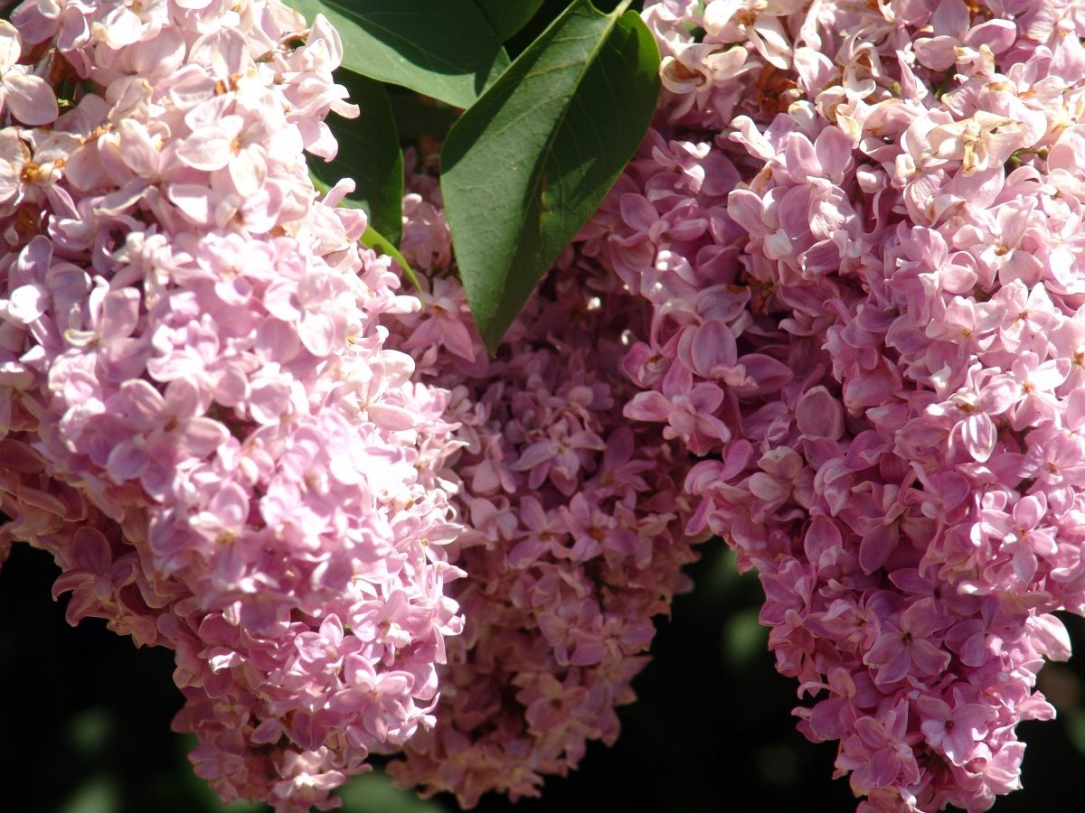 Flores de lilas - Florwiki
